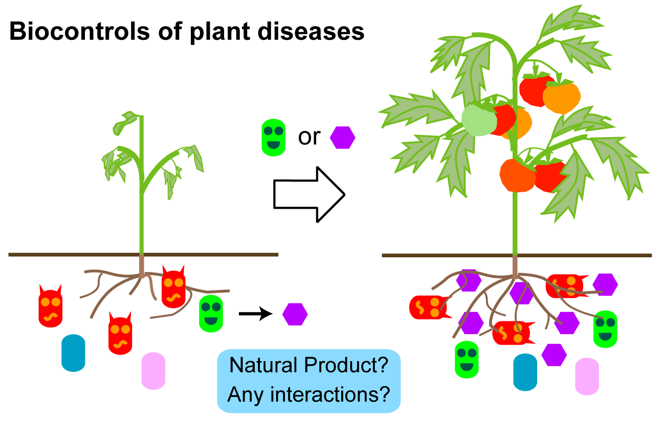 Interactions of Biocontrol Bacteria with the Bacterial Plant Pathogen ...